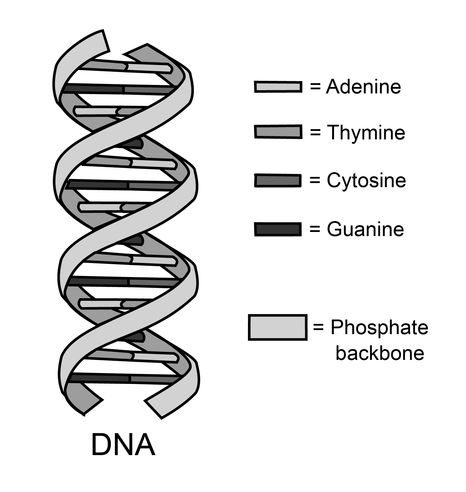 What is DNA? - Comprehensive Biology Review (Video)