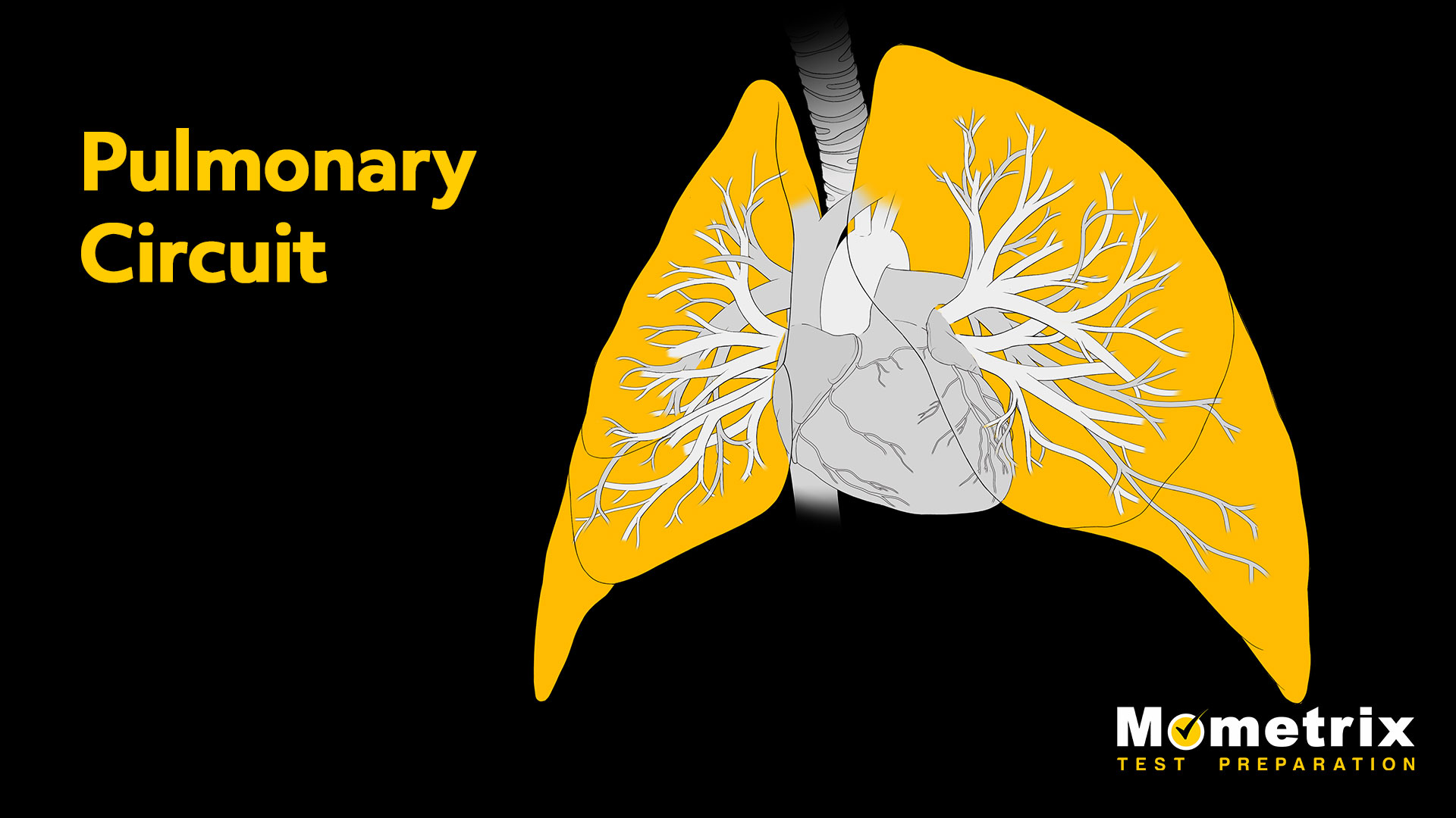 What is the Pulmonary Circuit (Video)