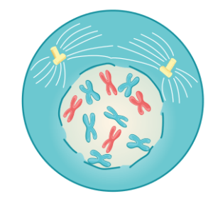 Stages of Mitosis - Biology Review (Video)