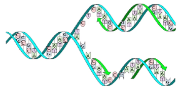 What is DNA? - Comprehensive Biology Review (Video)