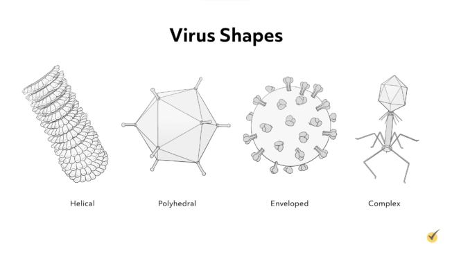 Viruses and Antiviral Drugs (Video)